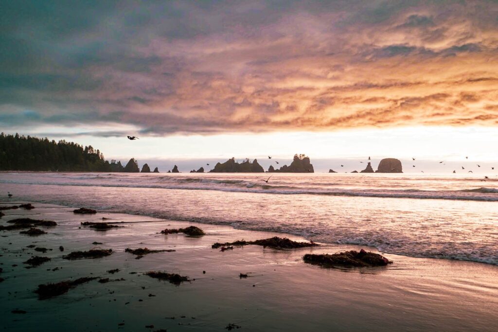 11 Best Places for Killer Whale Watching in Washington State - Uprooted ...