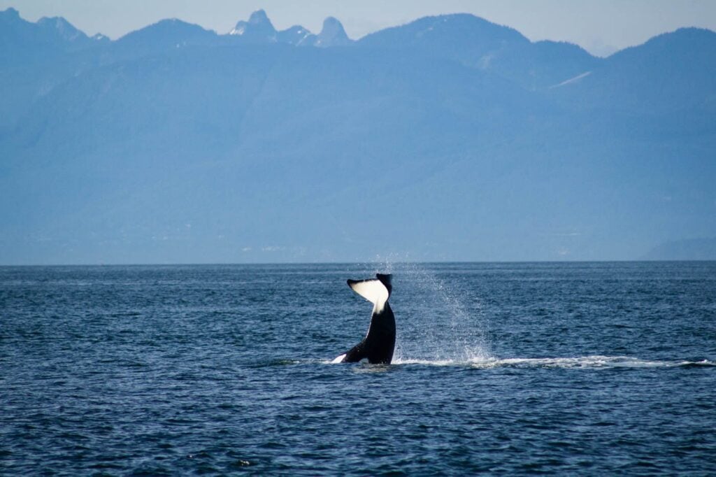 11 Best Places for Killer Whale Watching in Washington State - Uprooted ...