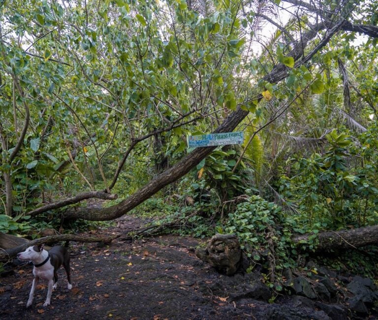 Pohoiki Hot Springs: The Only Hot Springs on the Big Island of Hawaii ...