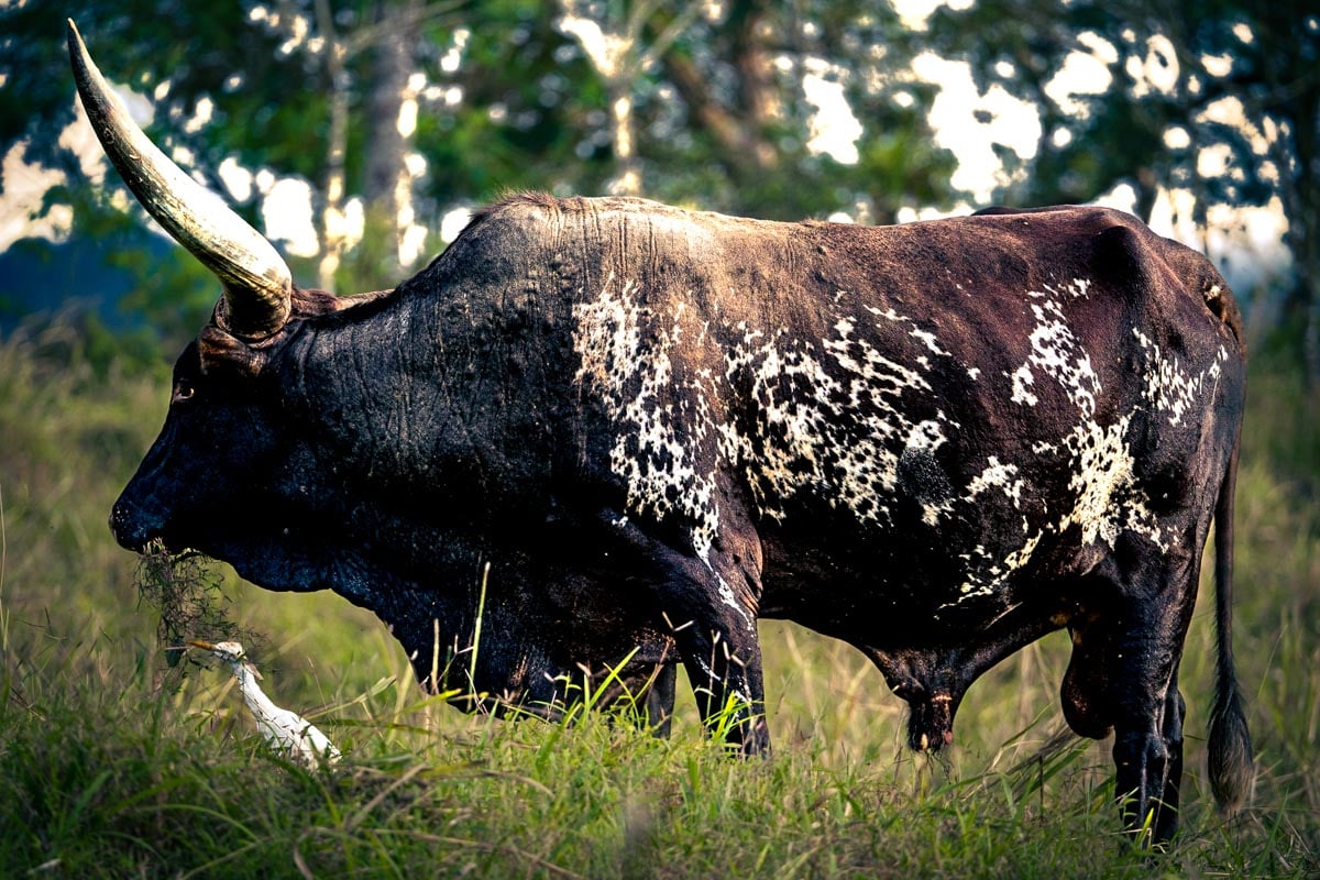 Arenal 1968: The Best Arenal Volcano Hike in La Fortuna - Uprooted Traveler