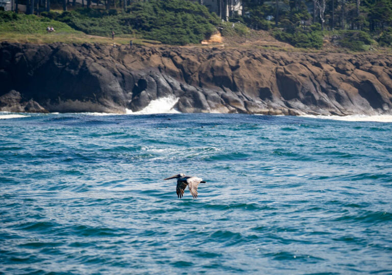 Depoe Bay Whale Watching: Everything You Need to Know About the Whale ...