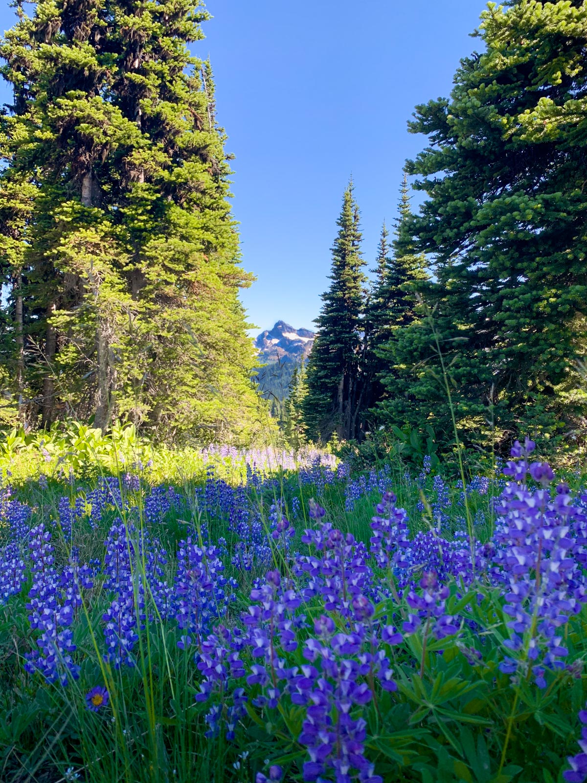 Fremont Lookout: Hike to Mount Rainier's Highest Fire Lookout ...