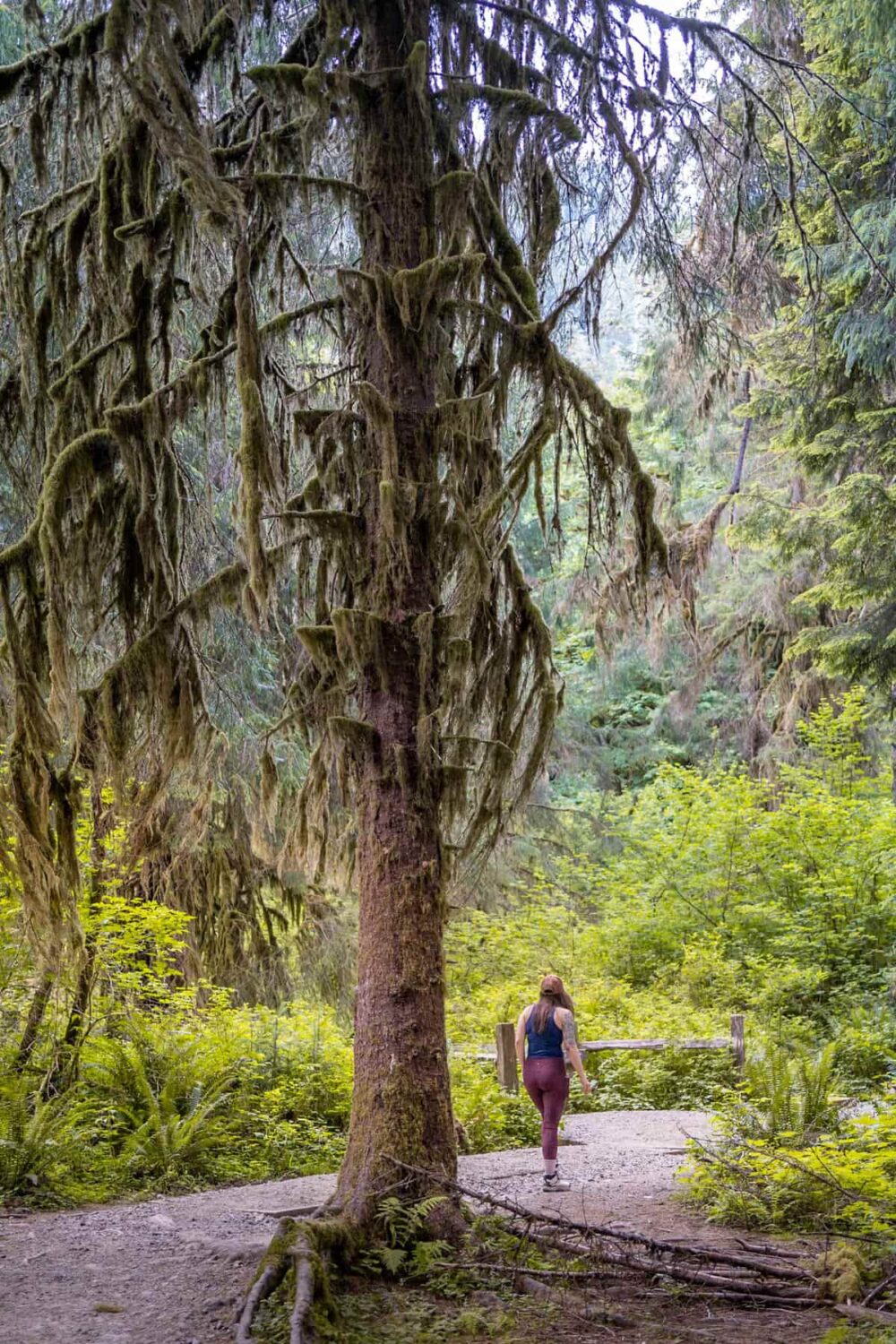 Hall of Mosses Trail: Everything You Need to Know - Uprooted Traveler