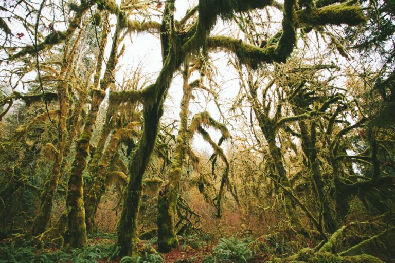Hall of Mosses Trail: Everything You Need to Know - Uprooted Traveler