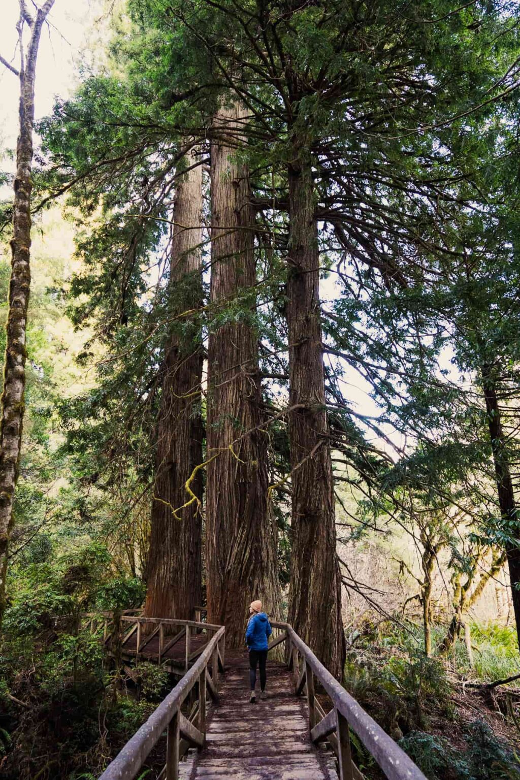 10 Best Hikes in the Redwoods - The Tallest Living Things to EVER Exist ...