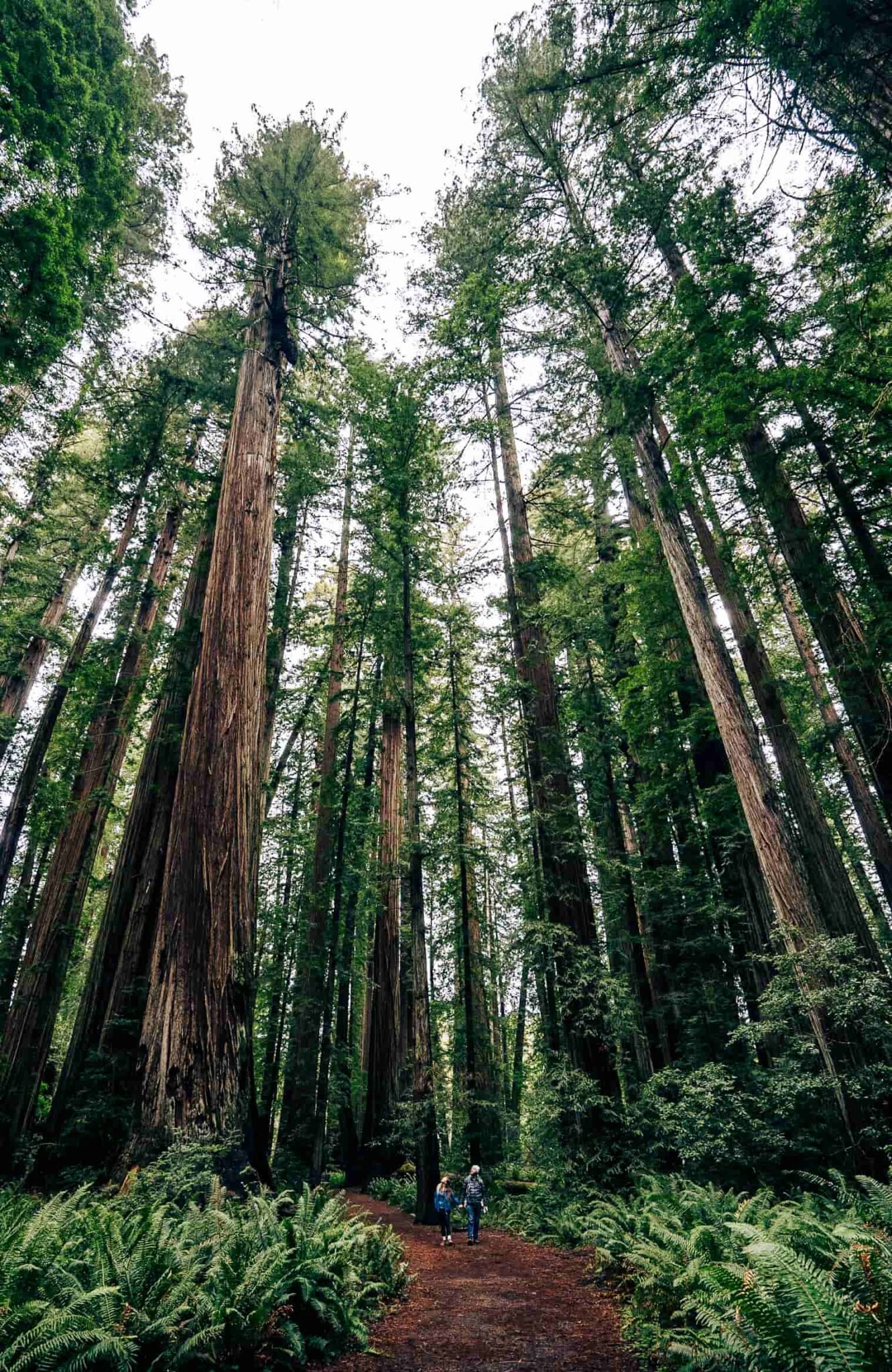 10 Best Hikes in the Redwoods - The Tallest Living Things to EVER Exist ...