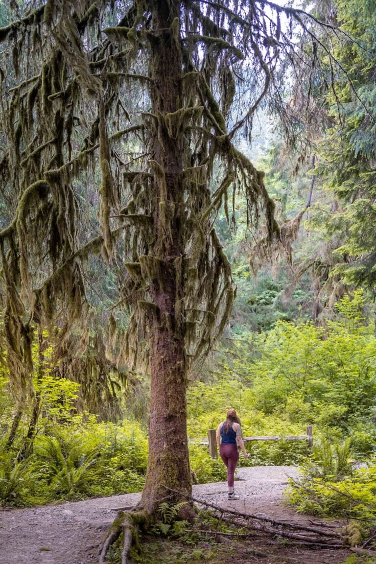 3 Incredible Hoh Rainforest Hikes in Olympic National Park - Uprooted ...