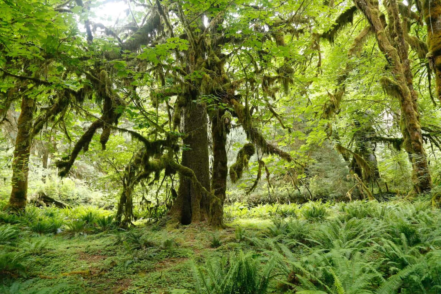 3 Incredible Hoh Rainforest Hikes in Olympic National Park - Uprooted ...