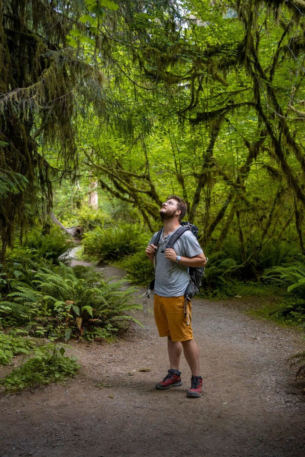 3 Incredible Hoh Rainforest Hikes in Olympic National Park - Uprooted ...
