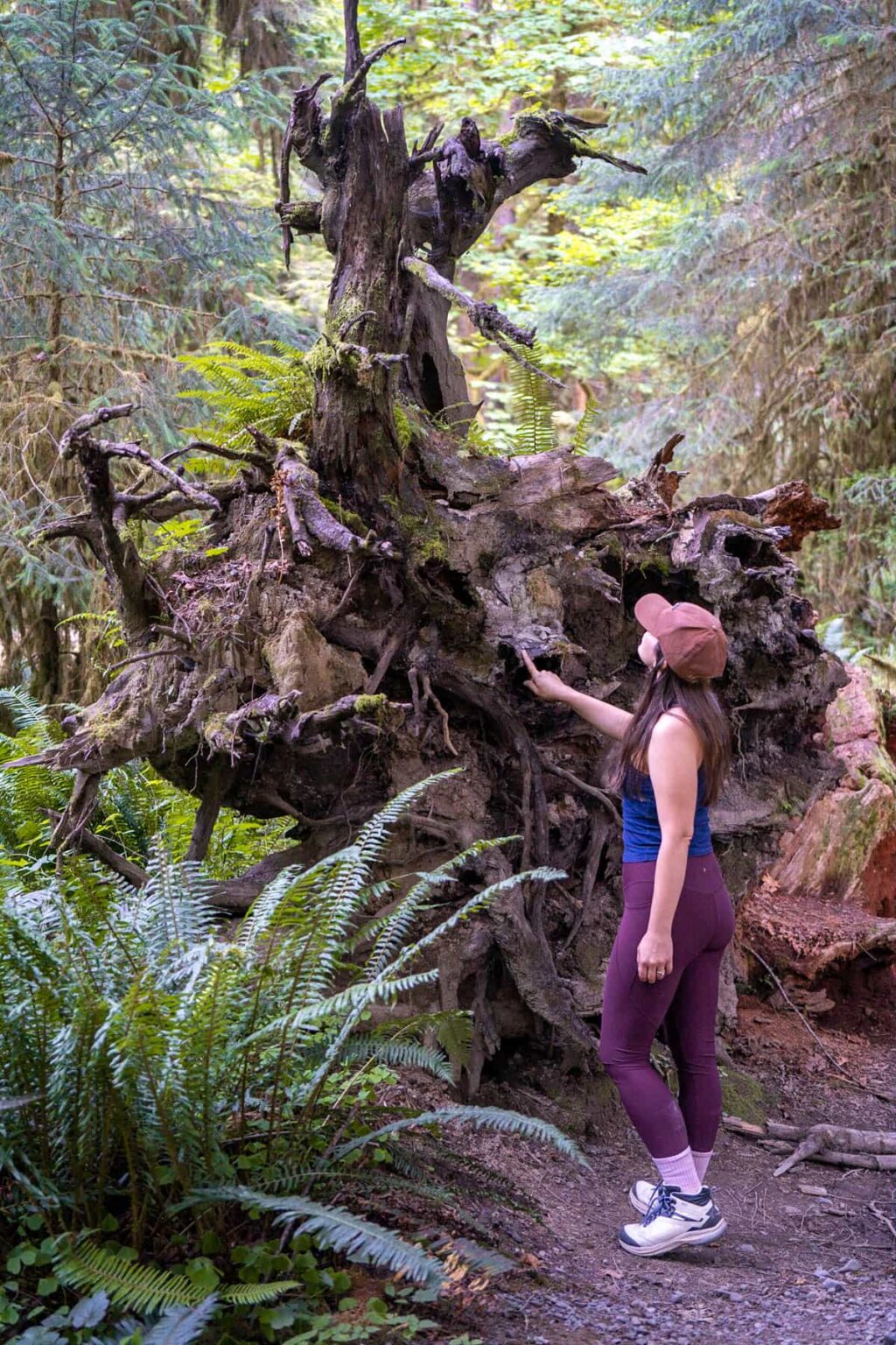 3 Incredible Hoh Rainforest Hikes in Olympic National Park - Uprooted ...