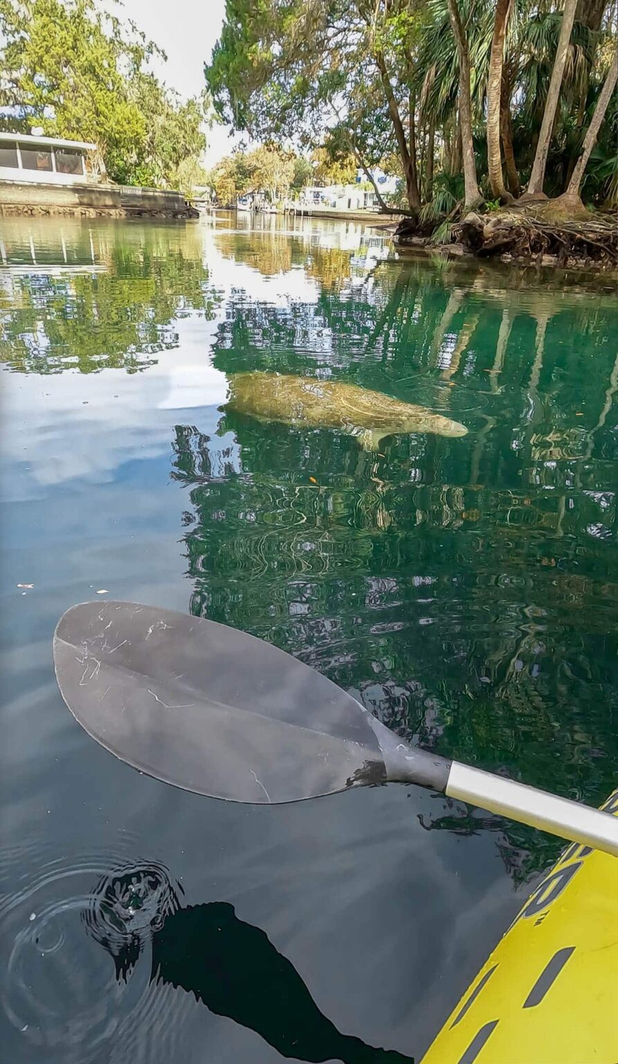 10 Best Places for Kayaking with Manatees in Florida - Uprooted Traveler
