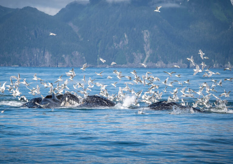 Kenai Fjords Cruise in Seward, Alaska: Everything You Need to Know ...