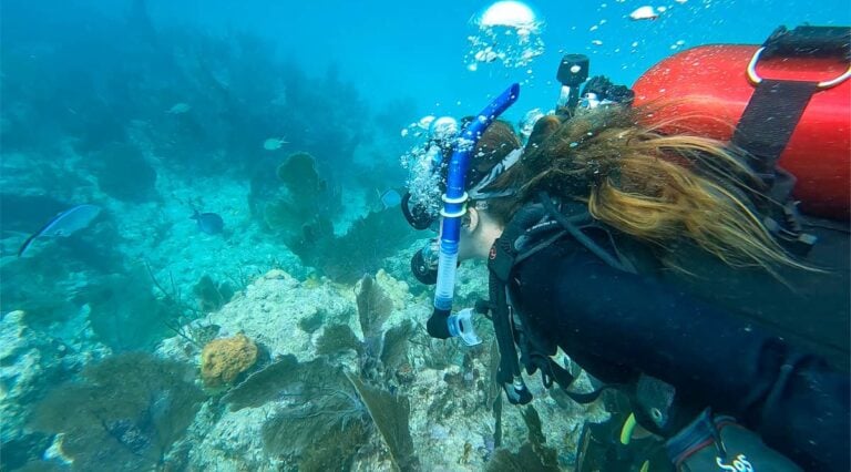 Key Largo Scuba Diving: Everything You Need to Know - Uprooted Traveler