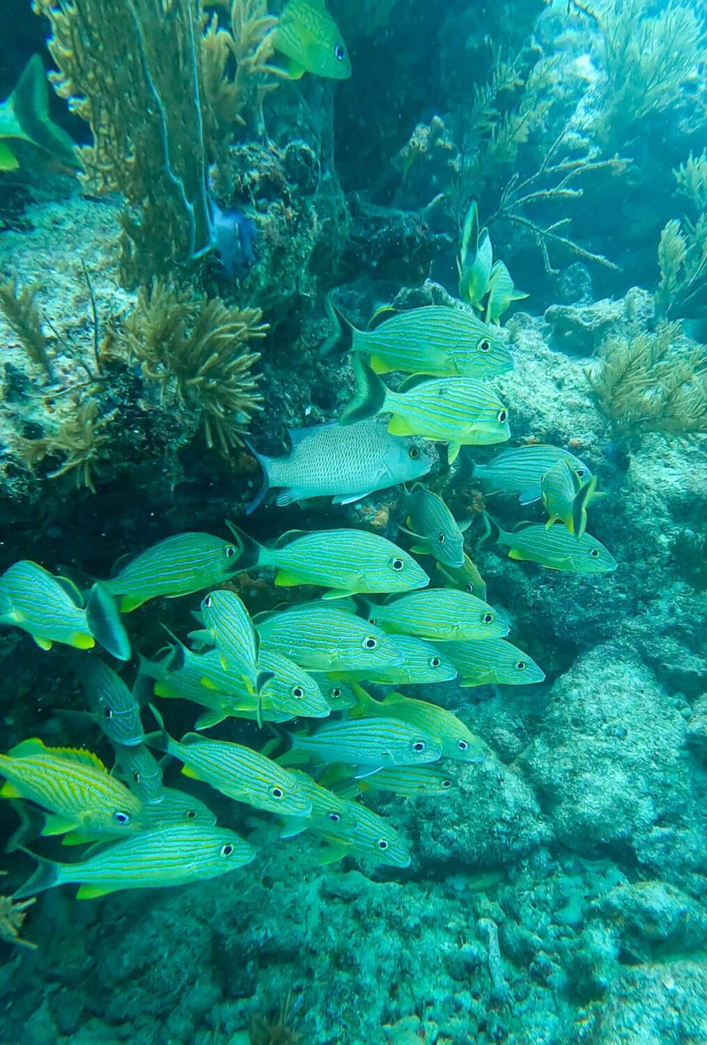 Key Largo Scuba Diving: Everything You Need to Know - Uprooted Traveler