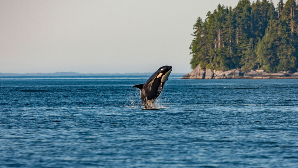 11 Best Places for Killer Whale Watching in Washington State - Uprooted ...