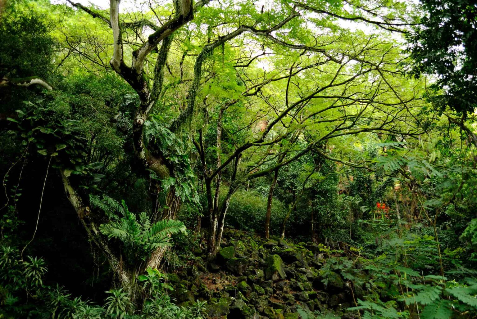 9 Incredible Oahu Hikes for All Skill Levels - Uprooted Traveler