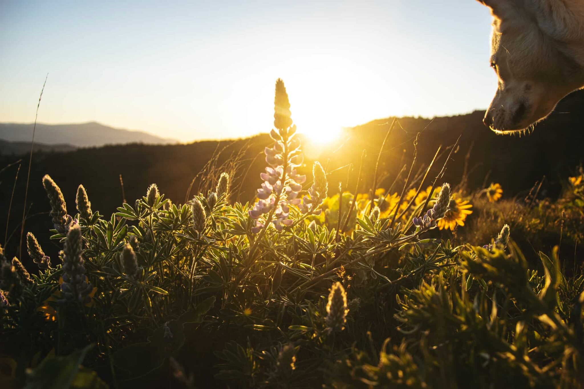 14 Incredible Things to Do During Spring in Oregon - Uprooted Traveler