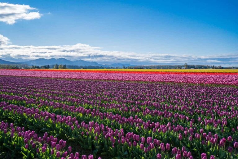 14 Incredible Things to Do During Spring in Oregon - Uprooted Traveler
