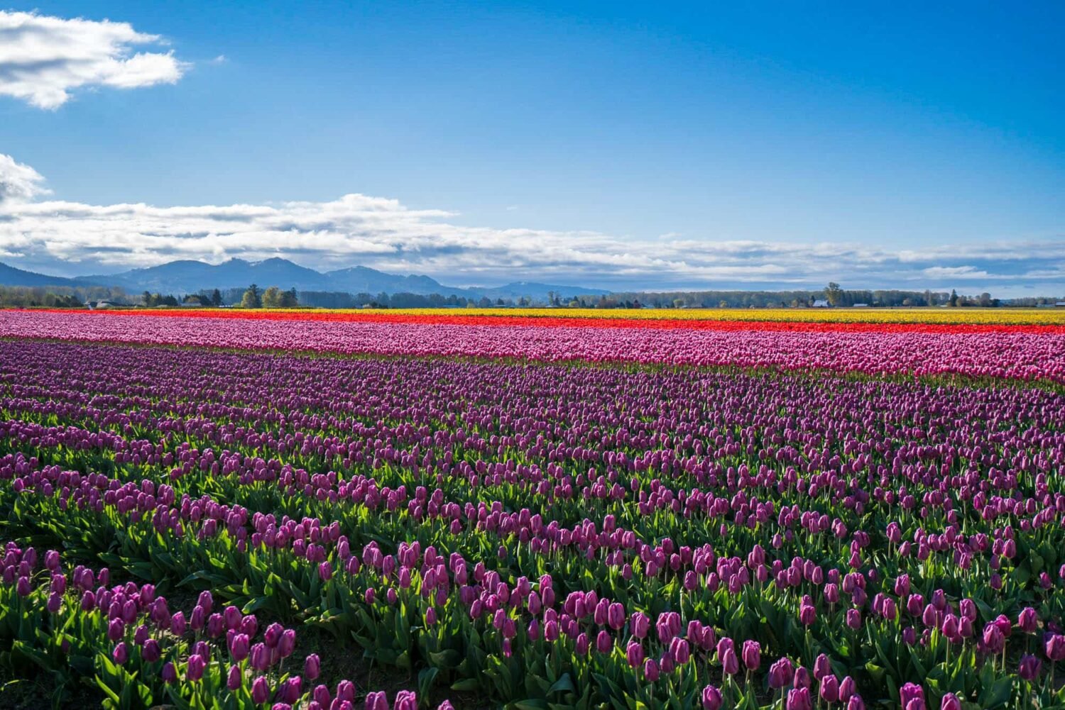 13 Awesome Things to Do During Spring in Washington State - Uprooted ...