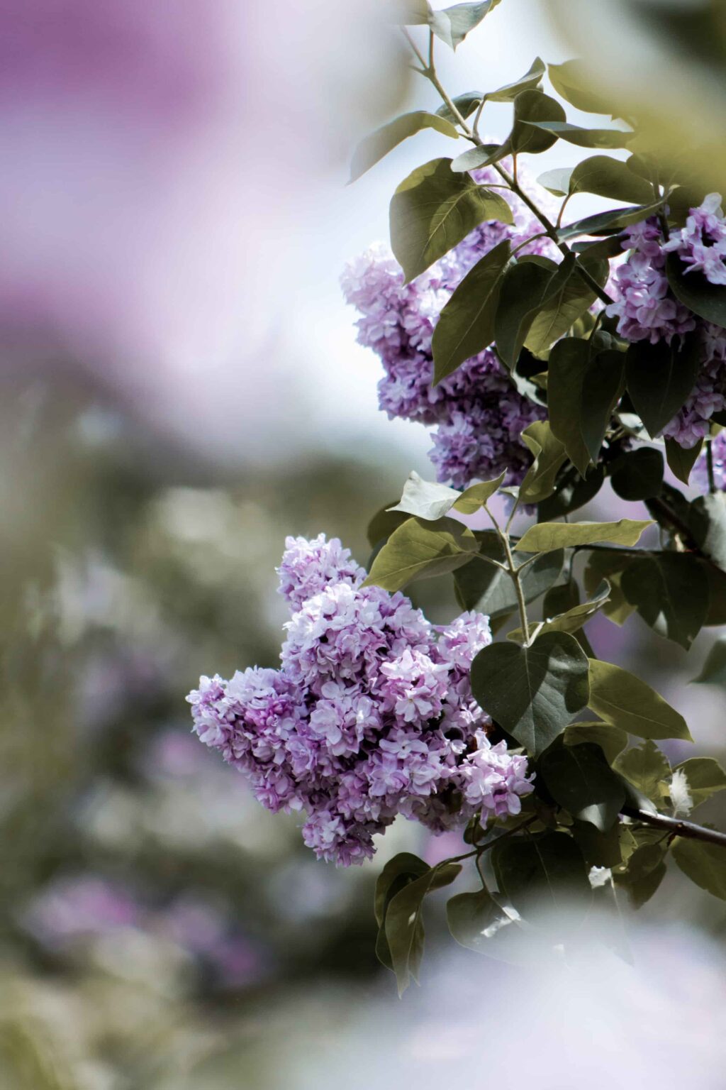 13 Awesome Things to Do During Spring in Washington State - Uprooted ...