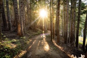 Summerland Trail: Mount Rainier's Most Underrated Hike - Uprooted Traveler