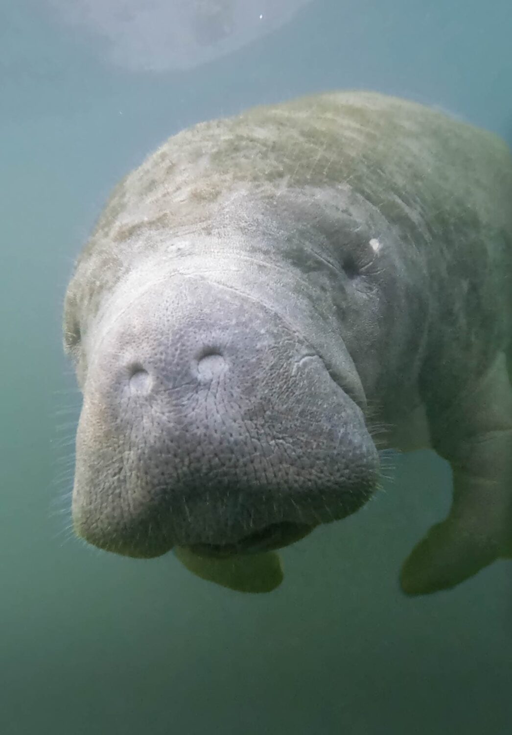Swim with Manatees in Crystal River: Everything You Need to Know ...