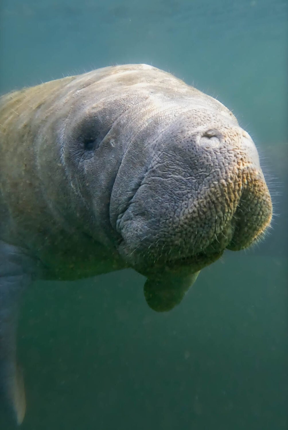 Swim with Manatees in Crystal River: Everything You Need to Know ...