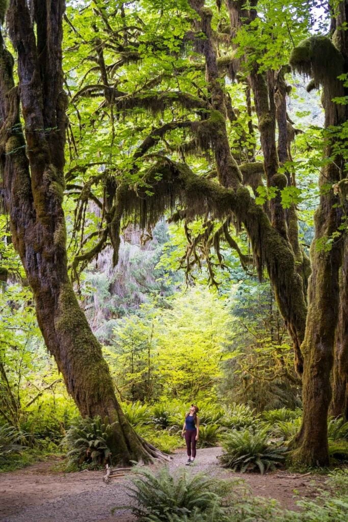 Tree of Life: Washington State's Most Unique Tree (While It Lasts ...