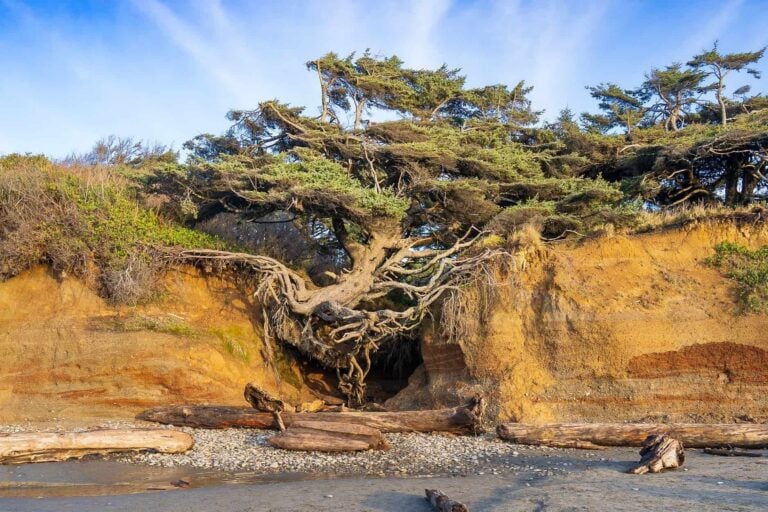 Tree of Life: Washington State's Most Unique Tree (While It Lasts ...