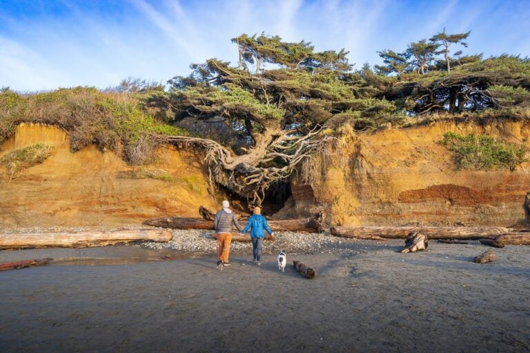 Tree of Life: Washington State's Most Unique Tree (While It Lasts ...