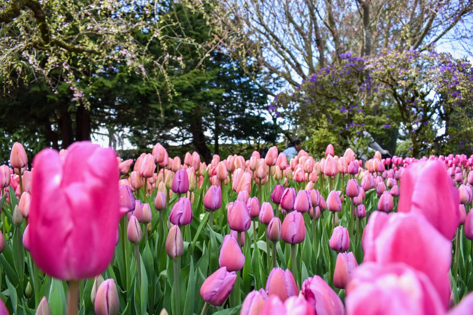 Tulips in Washington: Everything You Need to Know about the Skagit ...