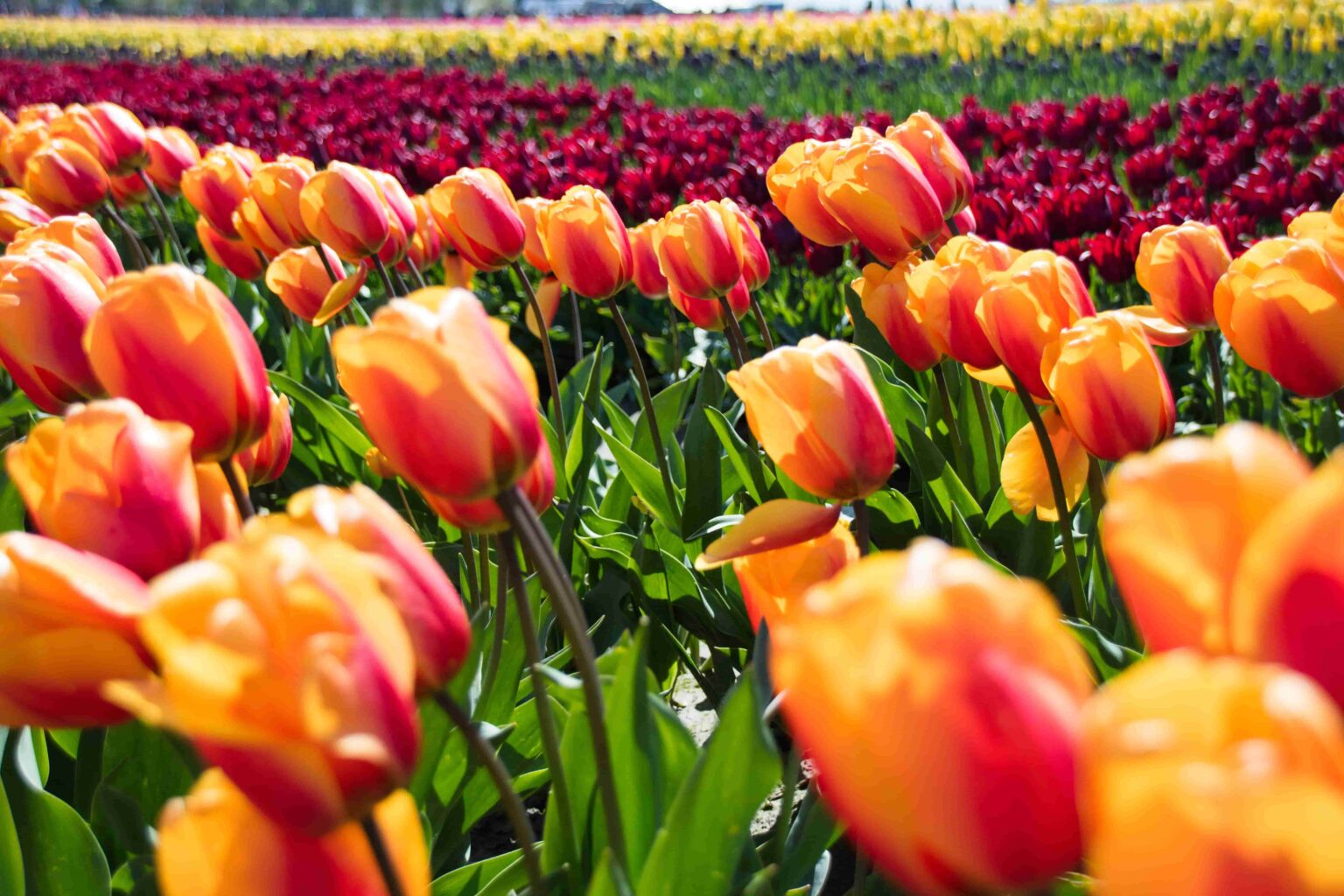 Tulips in Washington: Everything You Need to Know about the Skagit ...