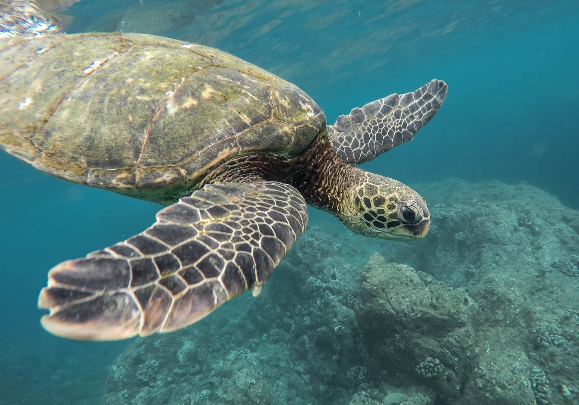 5 Awesome Tours to Turtle Canyon in Oahu - Uprooted Traveler