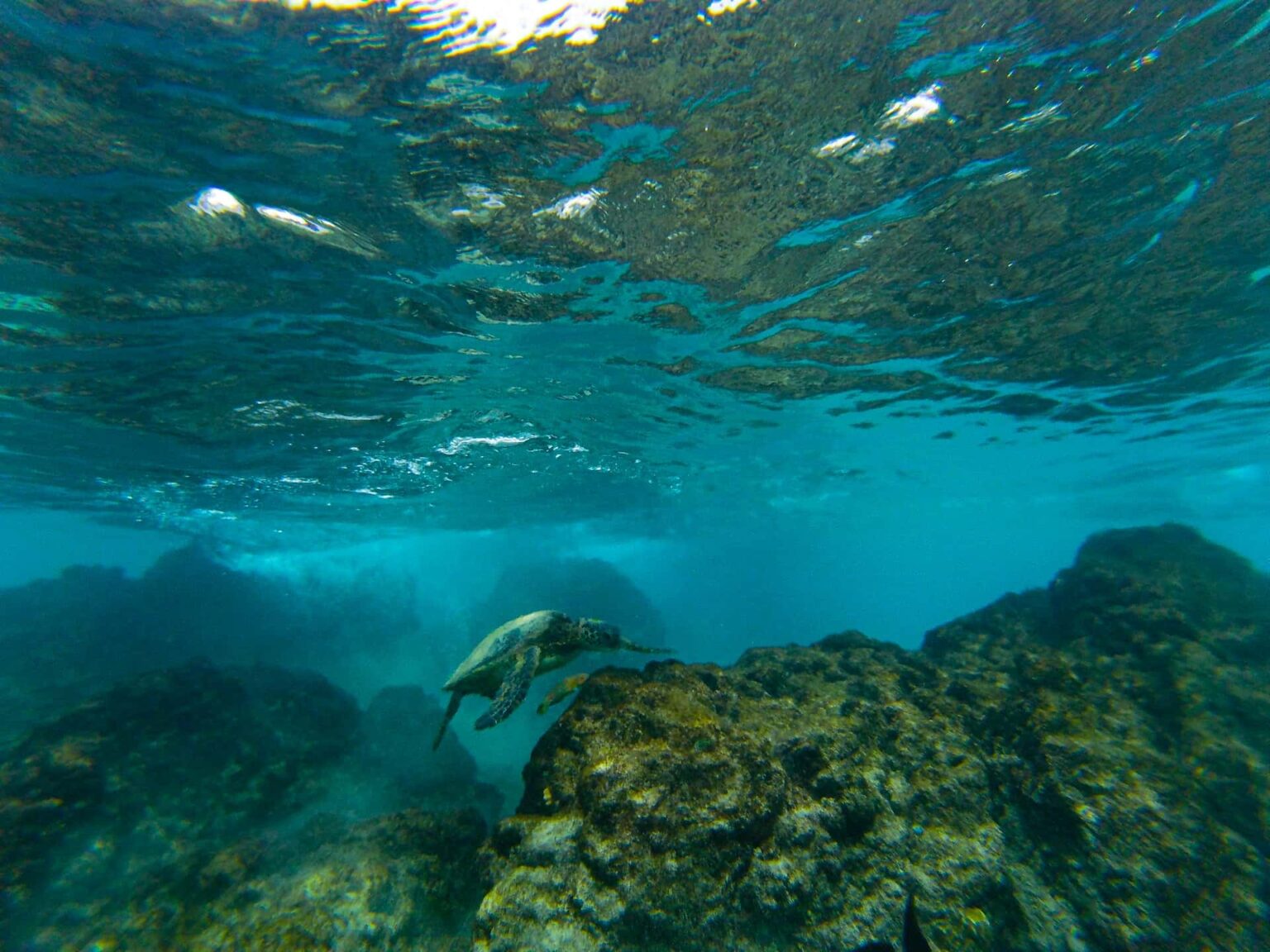 5 Awesome Tours to Turtle Canyon in Oahu - Uprooted Traveler