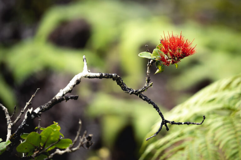 Waihe'e Ridge Trail: Everything You Need to Know About Maui's Best ...
