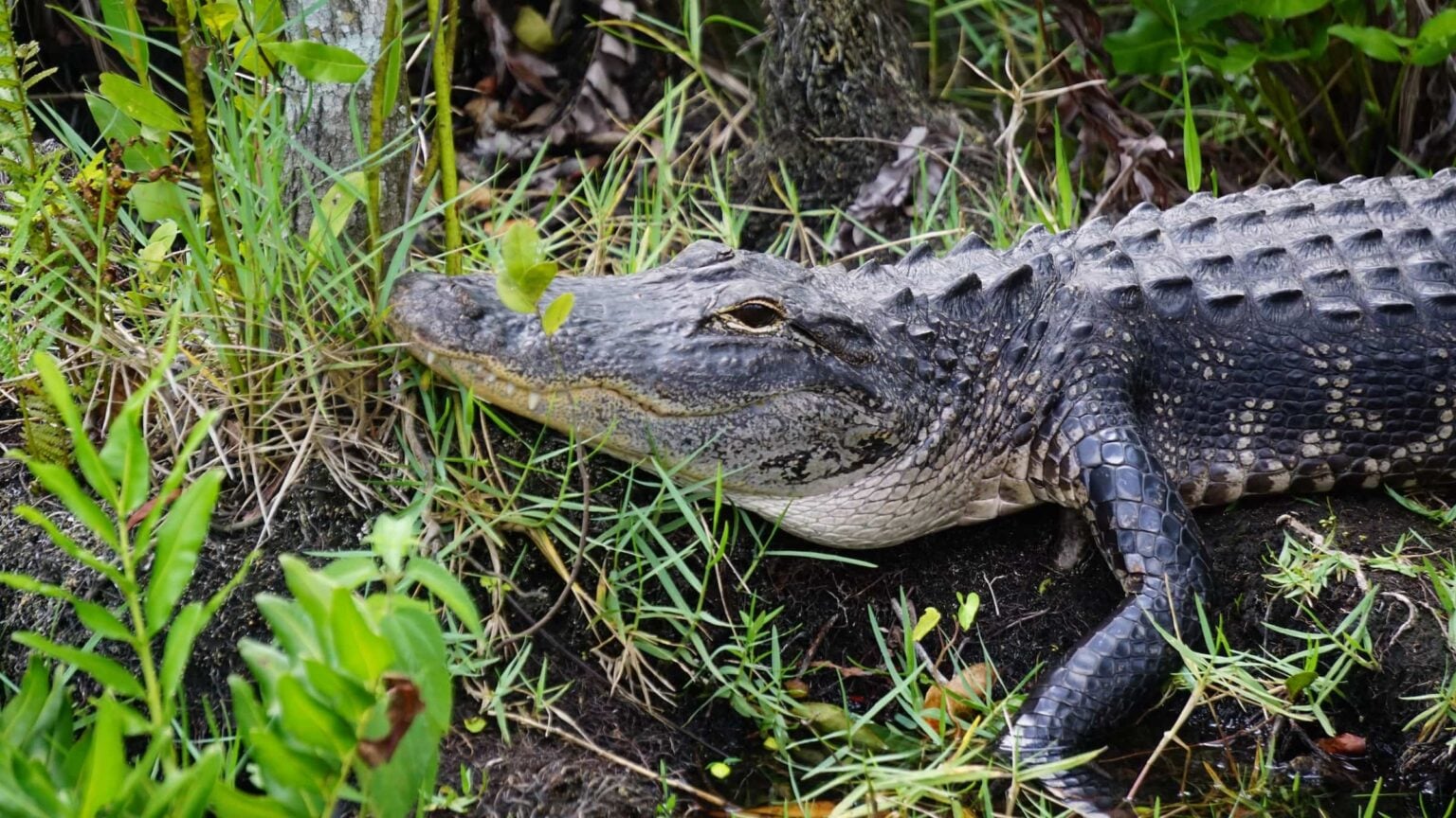 14 Unmissable Destinations to Enjoy Winter in Florida and Escape the ...
