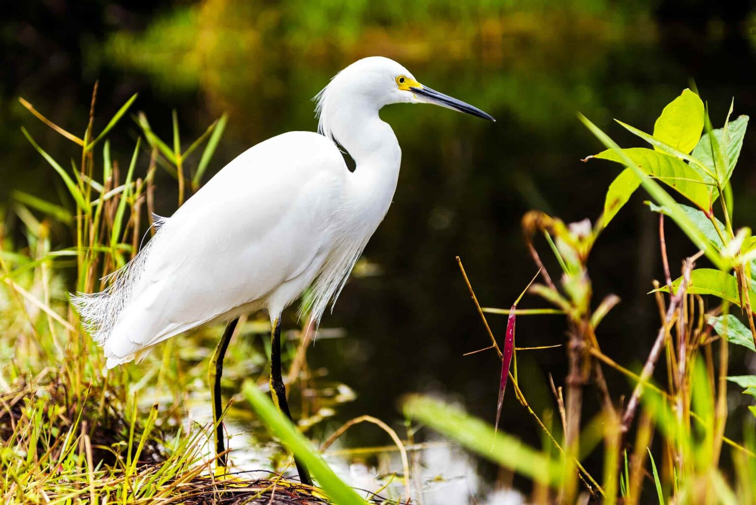 14 Unmissable Destinations to Enjoy Winter in Florida and Escape the ...