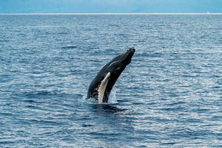 Winter in Hawaii: Everything You Need to Know - Uprooted Traveler