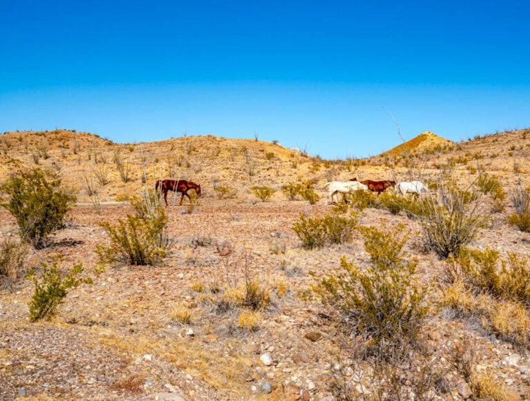 14 Incredible Places to Visit During the Winter in Texas - Uprooted ...